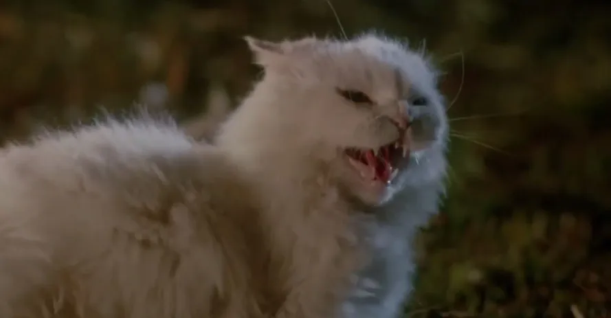 Cult Double-Shot: Stephen King's Sleepwalkers Blu-ray Review (Scream ...